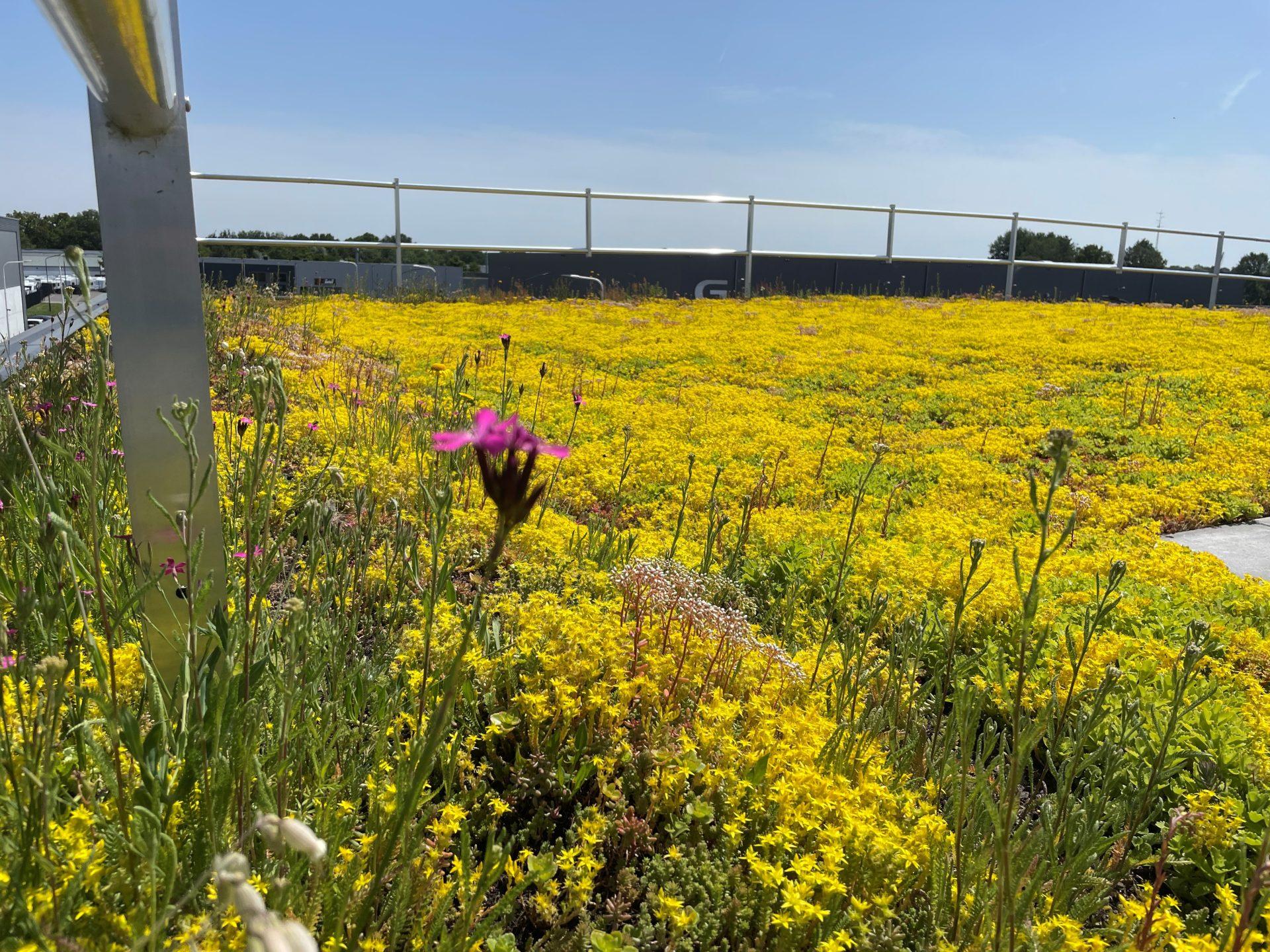 Rhepanol, meer dan 100 jaar bescherming - Rhepanol